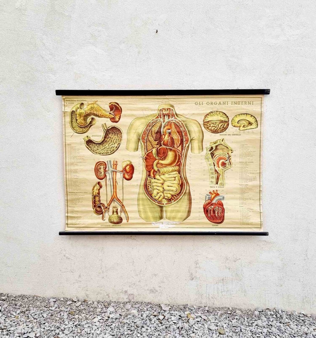 Large Vintage School Poster Anatomy / Internal Organs Poster / Human ...