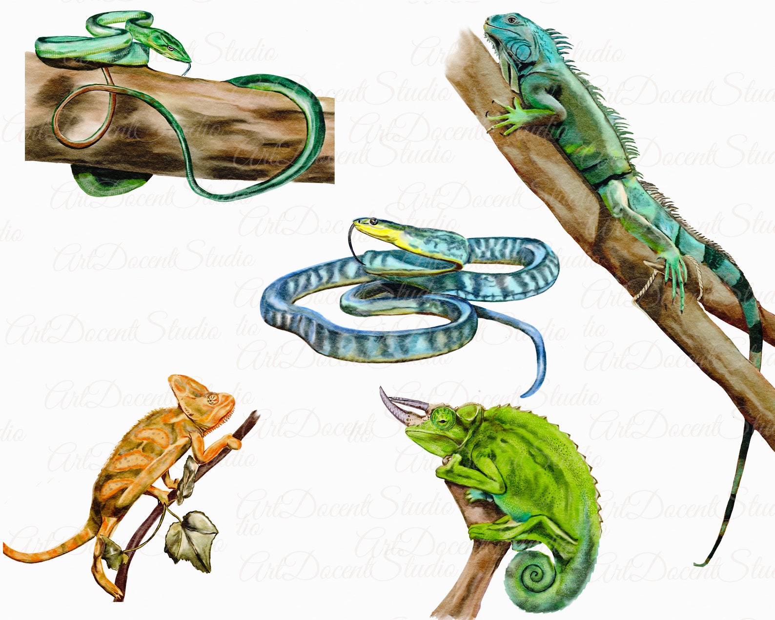 Watercolor Amphibious Clipart Watercolor Frogs Clipart Reptiles Clipart ...