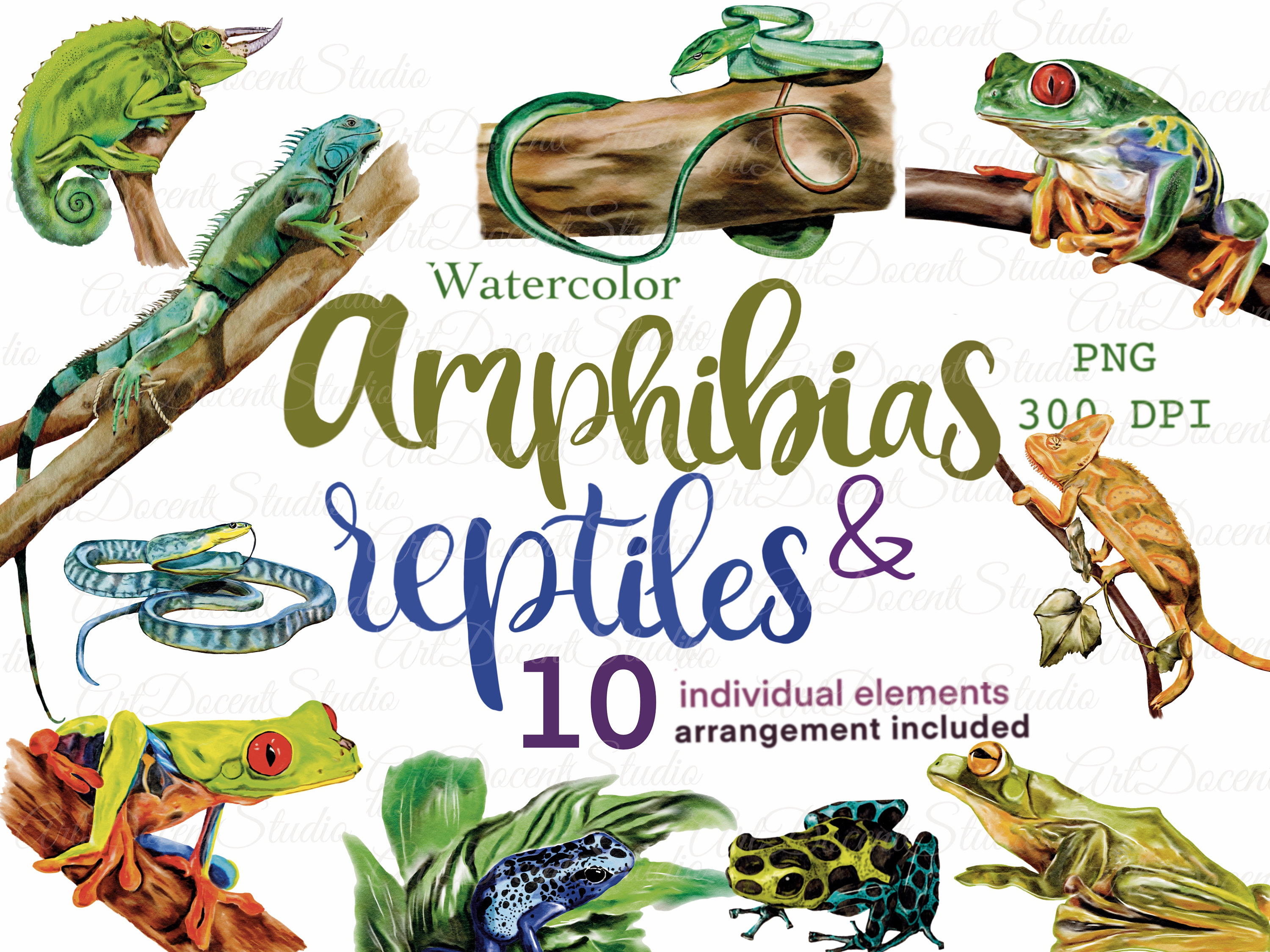 Watercolor Amphibious Clipart Watercolor Frogs Clipart Reptiles Clipart ...