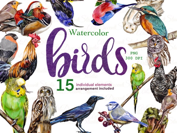Watercolor Birds Clipart Hand Illustrated Bird PNG Watecolor - Etsy