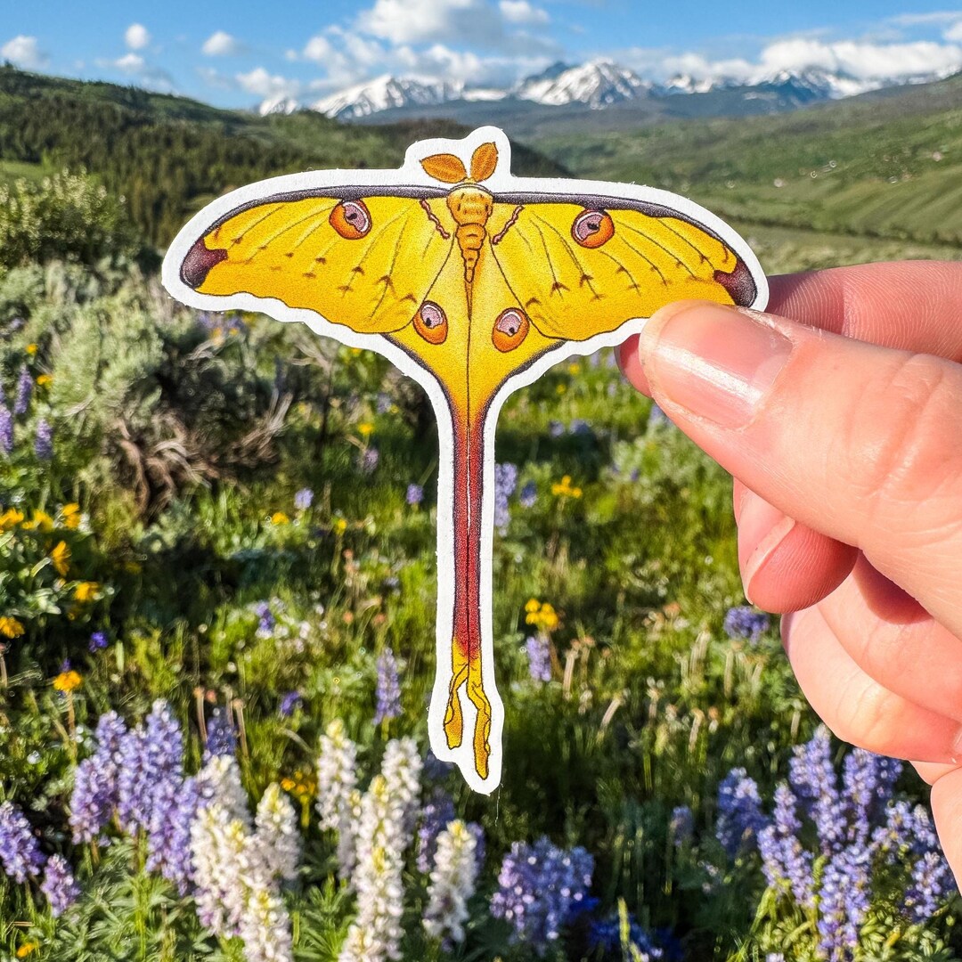 Comet Moth Sticker: Eco-solvent Inks, Water-resistant Vinyl - Etsy