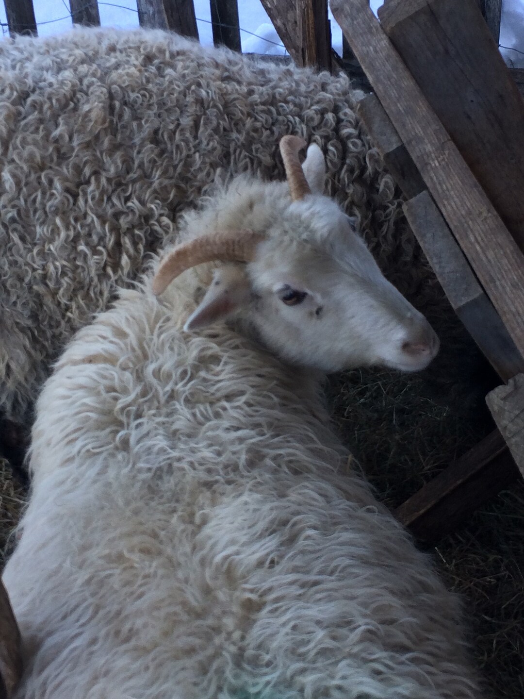 5 Lb Wool Fleece Icelandic/romney Mix - Etsy