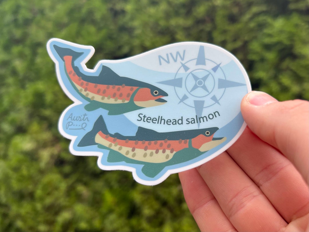 4x2.7" Sticker "steelhead Salmon" Rainbow Trout - Lake Washington Fish ...