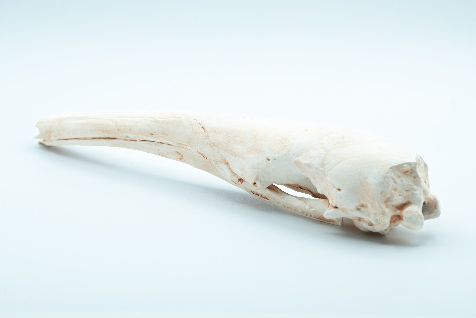 Giant Anteater Skull Replica 3D Printed Vegan Taxidermy - Etsy