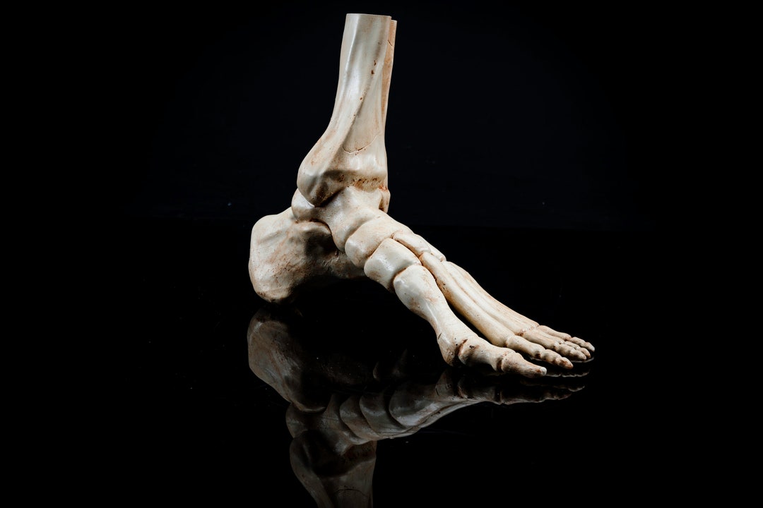 Human Left Foot With Tibia and Fibula Replica 3D Printed Vegan ...