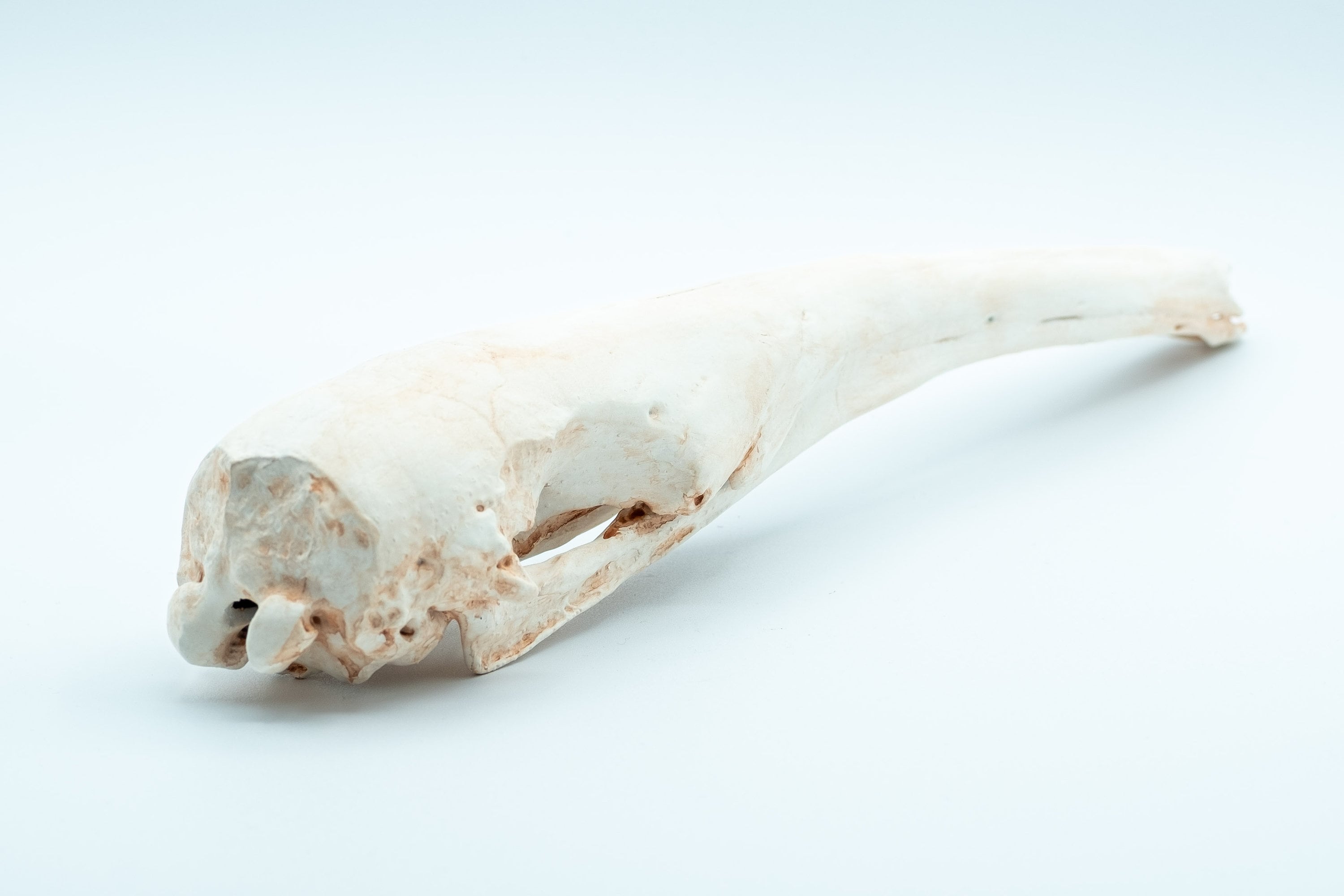 Giant Anteater Skull