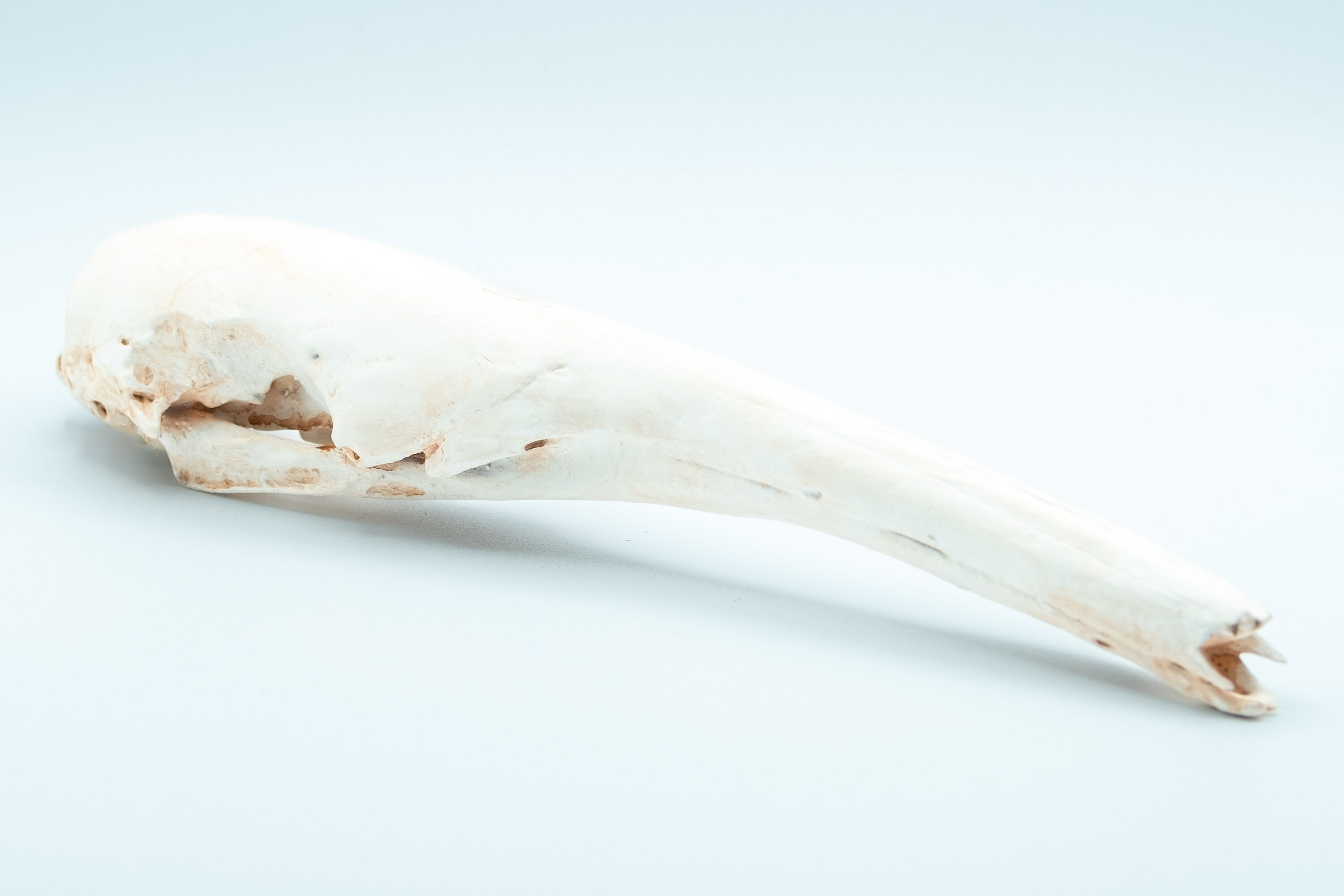 Giant Anteater Skull Replica 3D Printed Vegan Taxidermy - Etsy UK