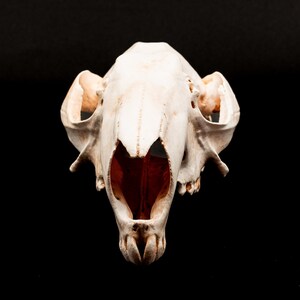 Red Kangaroo Skull Replica 3D Printed Vegan Taxidermy Cruelty Free ...