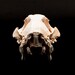 Red Kangaroo Skull Replica 3D Printed Vegan Taxidermy Cruelty Free ...