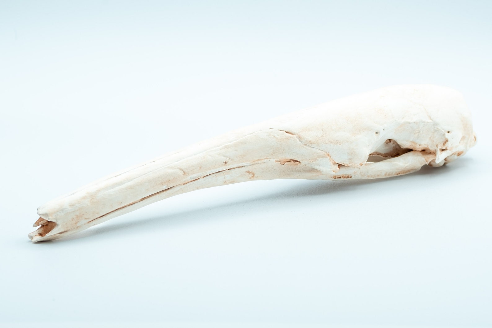 Giant Anteater Skull Replica 3D Printed Vegan Taxidermy - Etsy