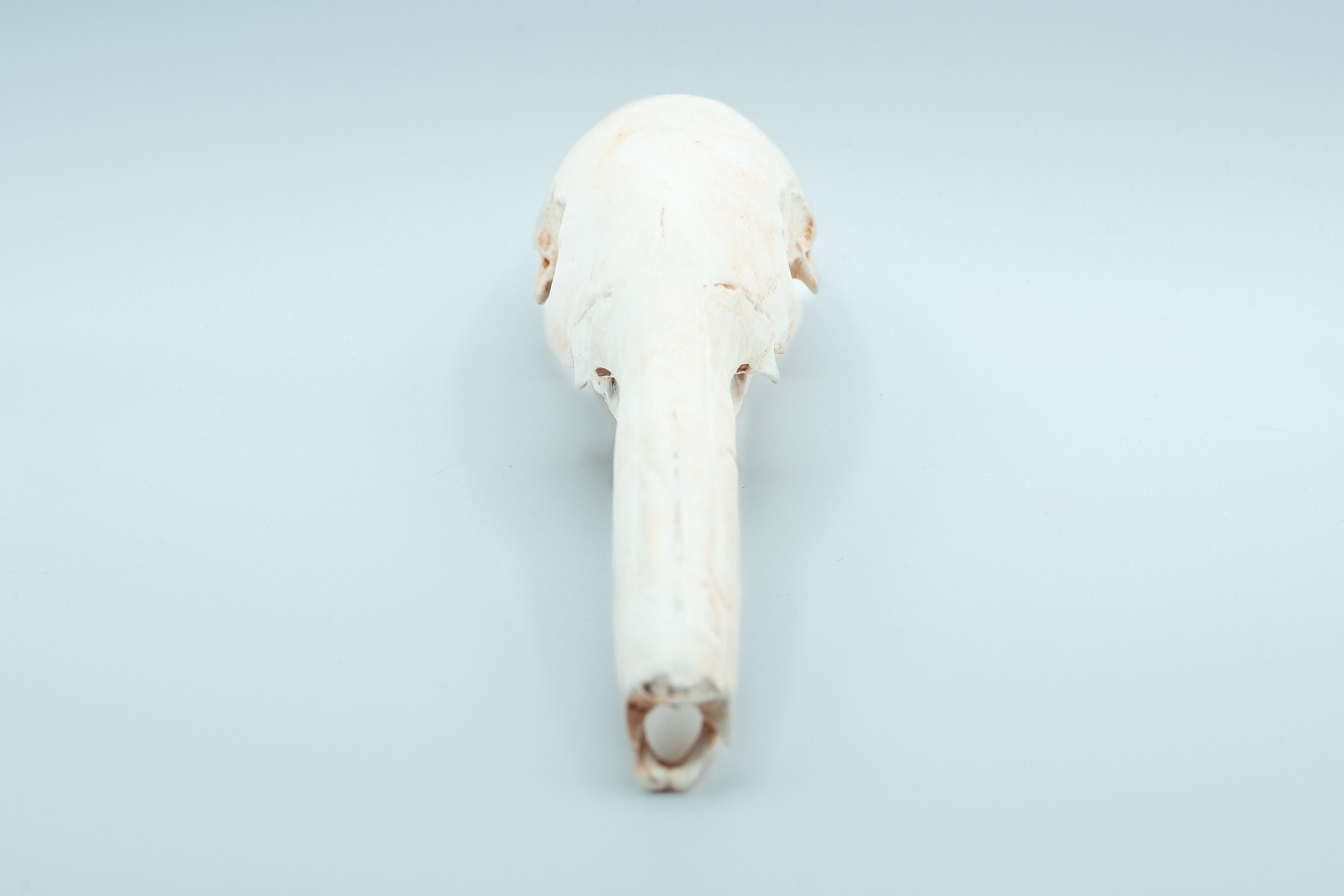 Giant Anteater Skull Replica 3D Printed Vegan Taxidermy - Etsy UK