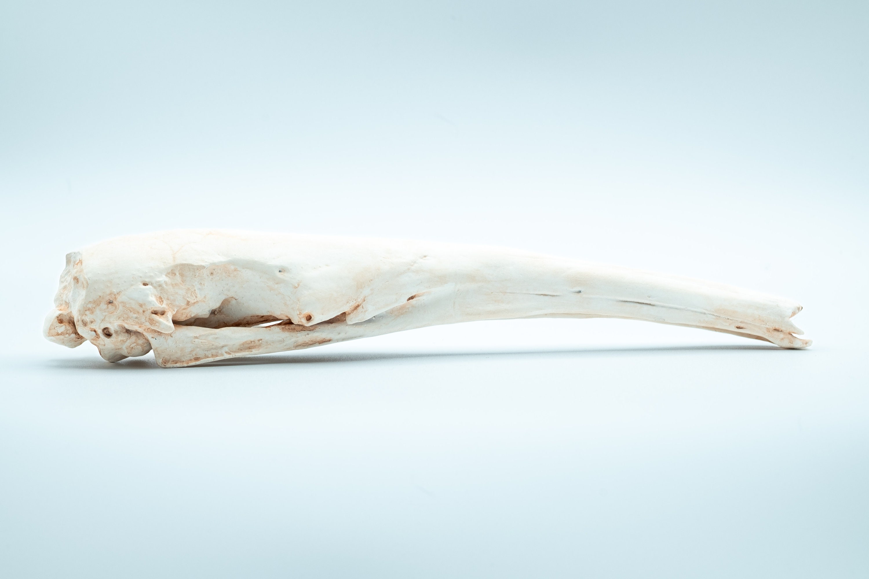 Giant Anteater Skull Replica 3D Printed Vegan Taxidermy - Etsy