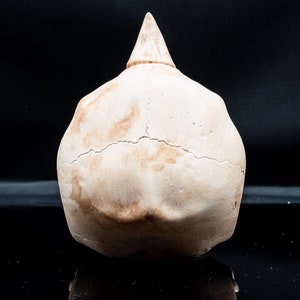 Cyclops Skull Replica 3D Printed Vegan Taxidermy Cruelty Free Museum ...