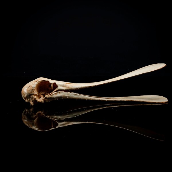 Spoonbill - Etsy