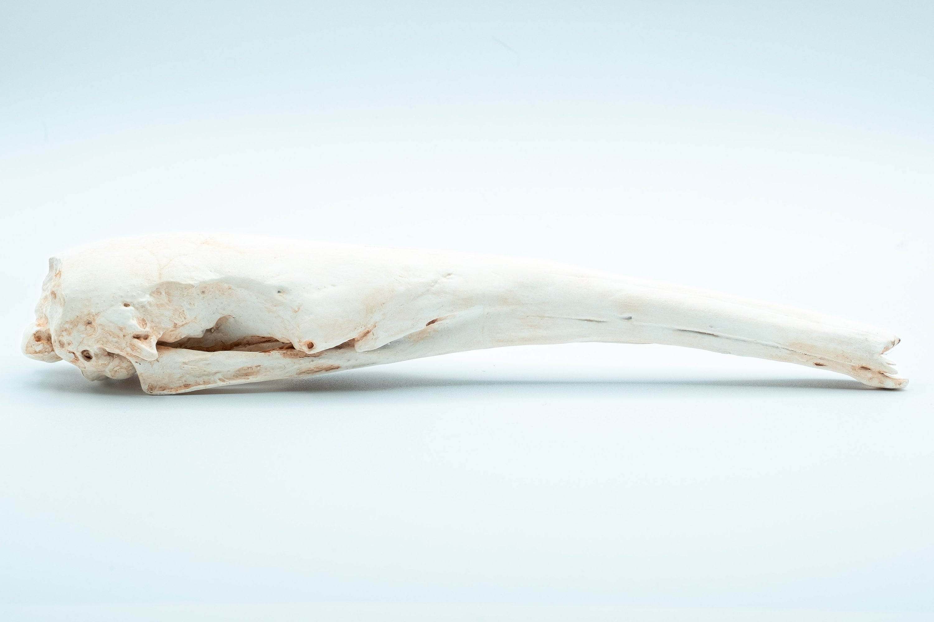 Giant Anteater Skull Replica 3D Printed Vegan Taxidermy - Etsy UK