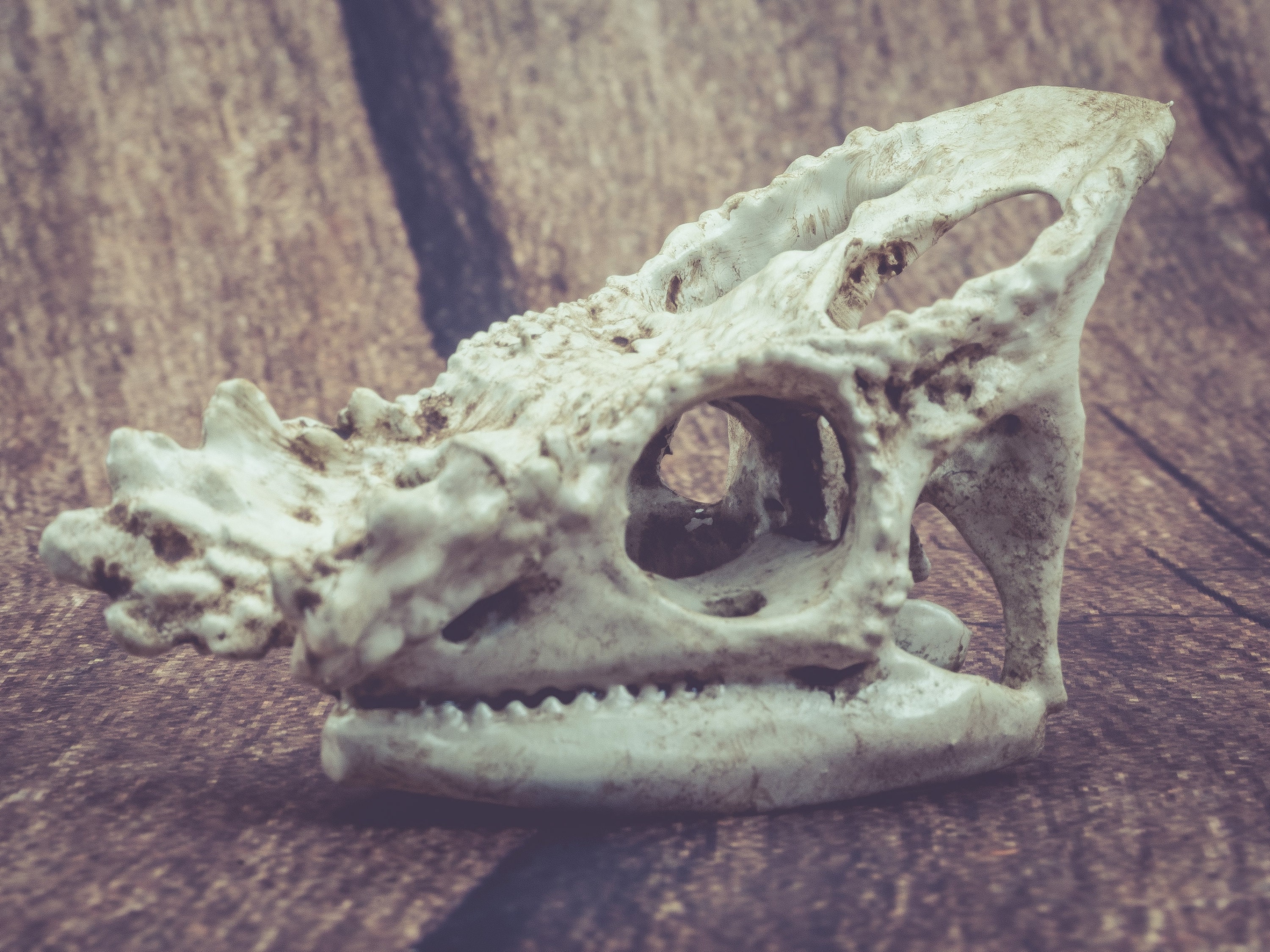 Chameleon Skull Ring