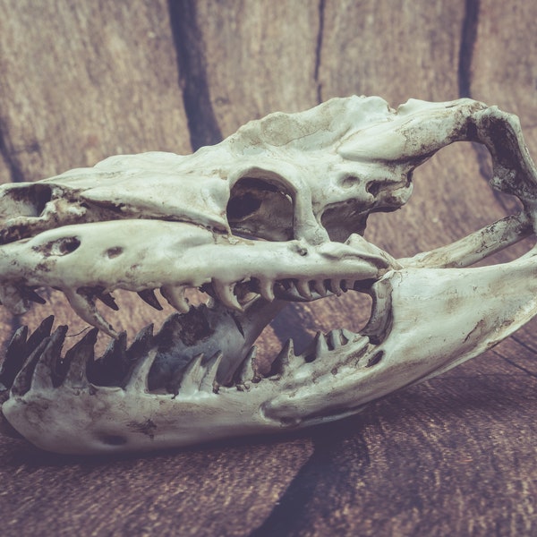 Reticulated Python Skeleton - Etsy