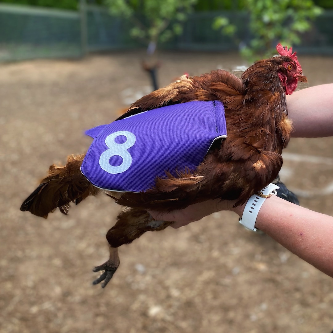 Chicken Saddle, Chicken Apron, Chicken Costume, Chicken Costume for ...