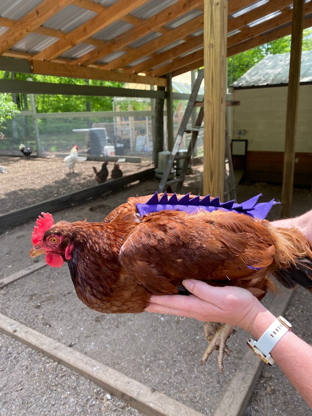 Waterproof Chicken Saddle: Dinosaur Costume Hen Apron With Tail Spikes ...