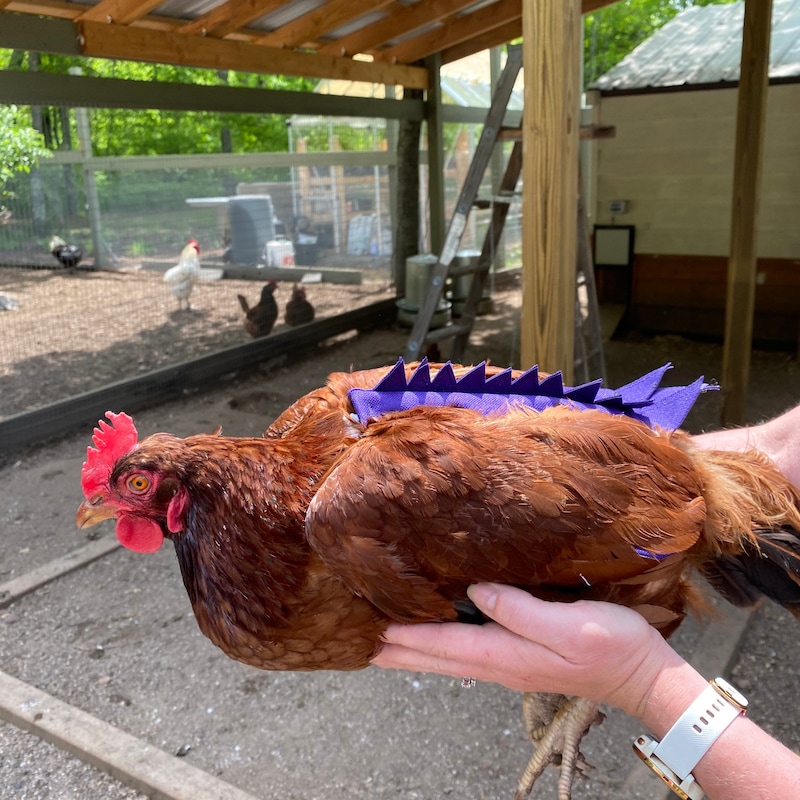 Chicken Harness - Etsy