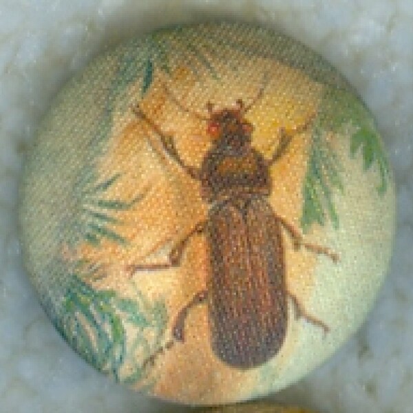 Insect Buttons - Etsy