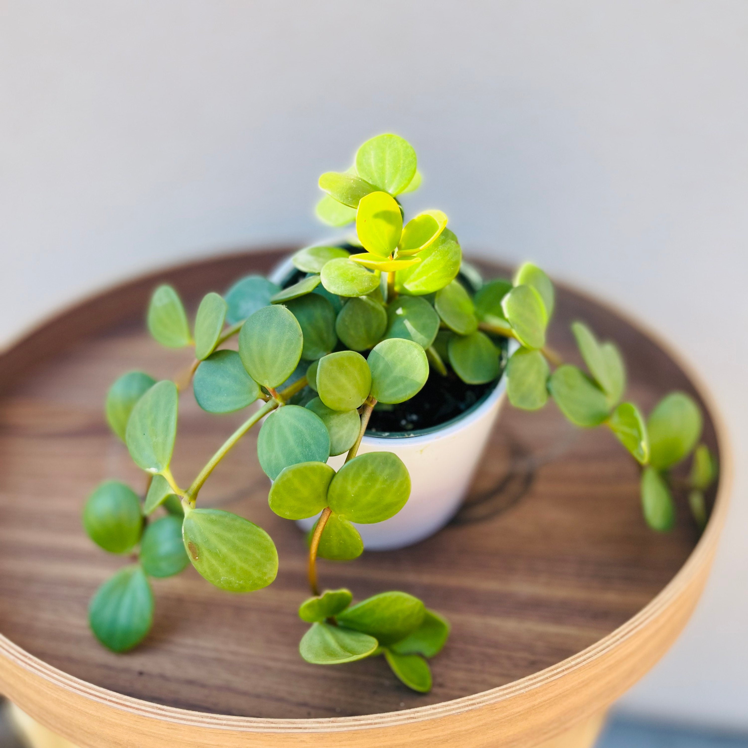 Trailing Plant Live Plant Easy Houseplant Vining Plant Rare Peperomia ...