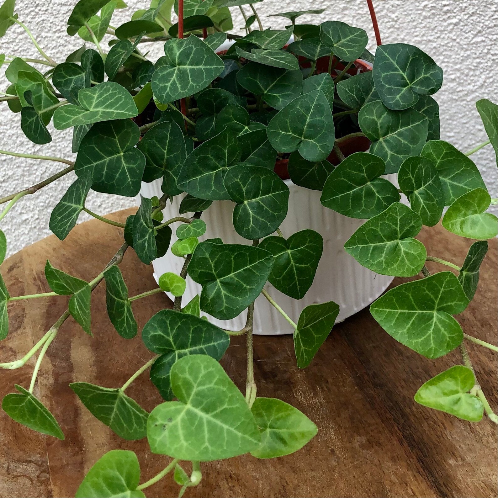 Heart Shaped Ivy Hanging Plant Sweetheart Ivy Plant Hedera | Etsy