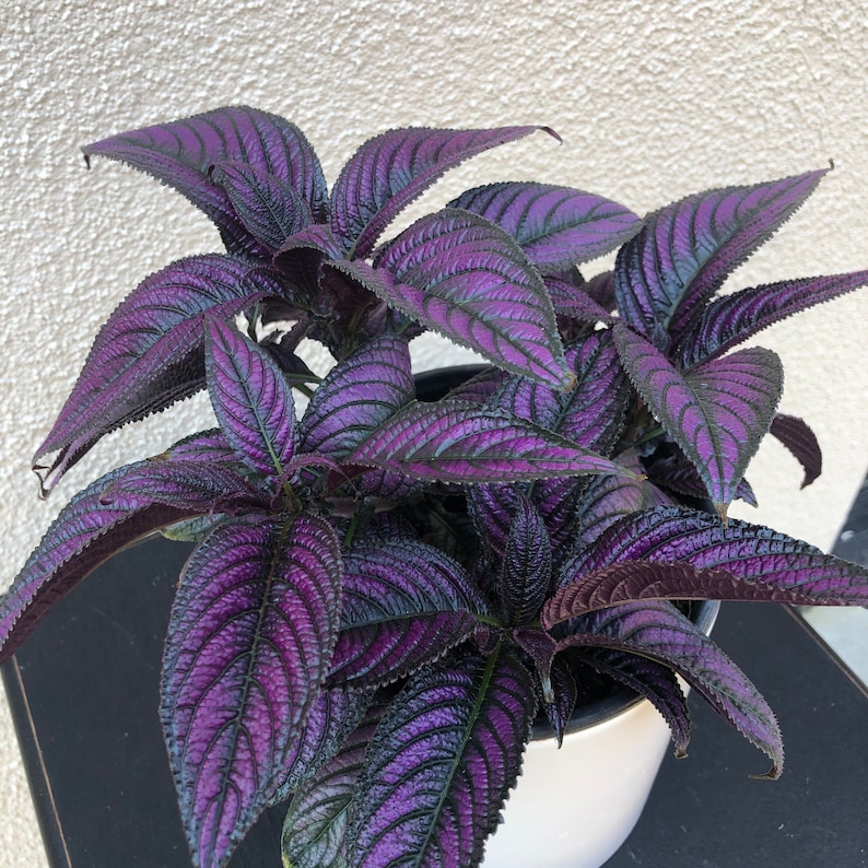 6 Purple Persian Shield Plant-strobilanthes Dyeriana Royal | Etsy