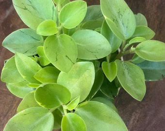 Teardrop Peperomia | Etsy