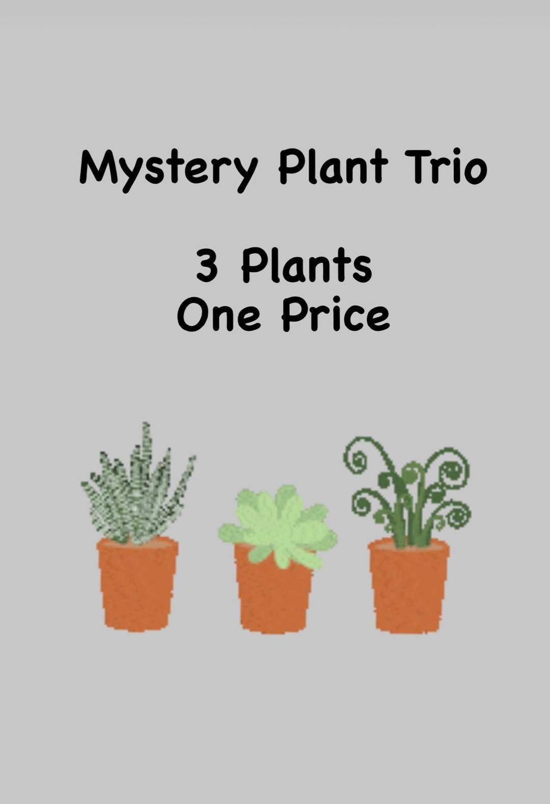 Houseplant Mystery Box 3 Plants Trio Mystery Plants - Etsy