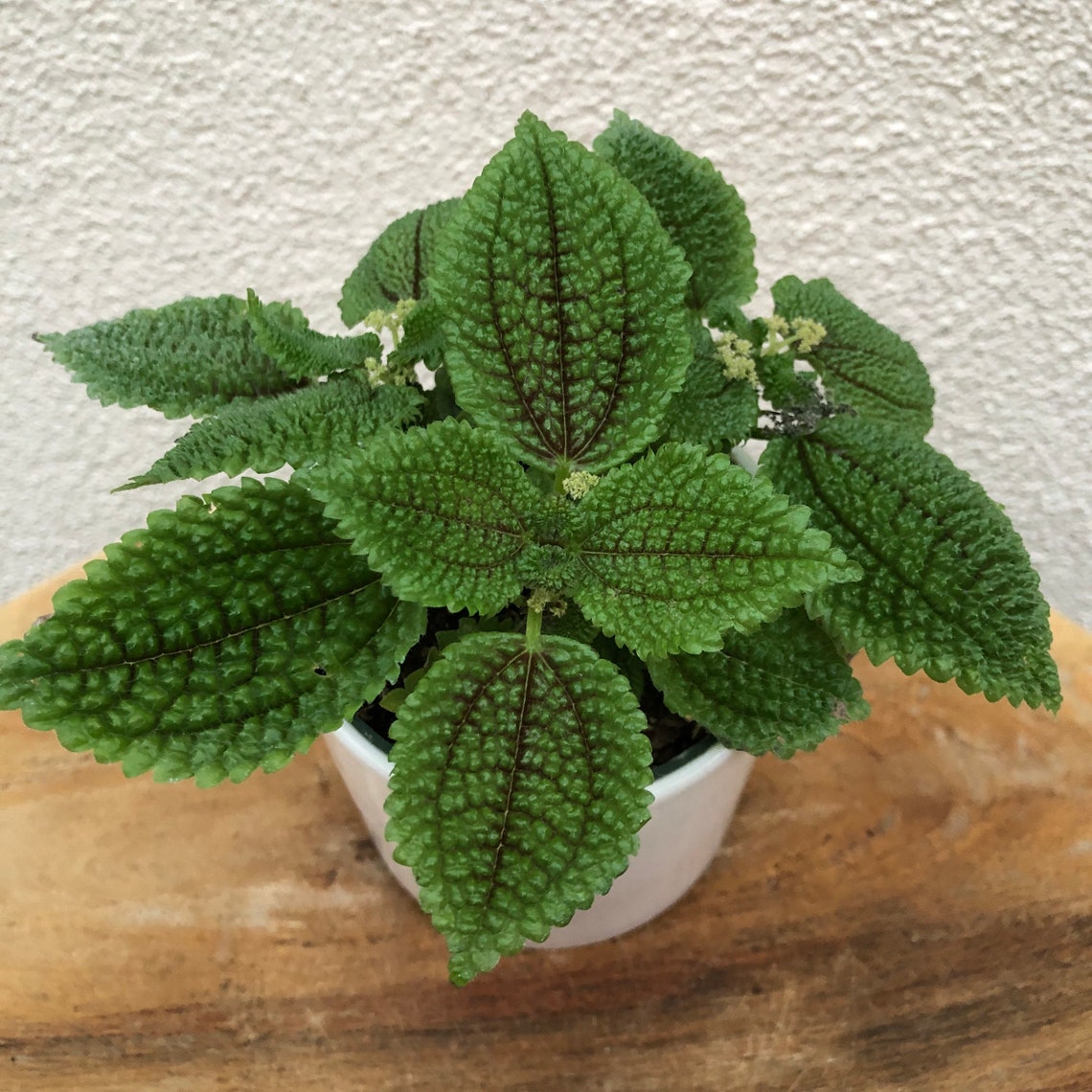 Pilea Moon Valley Friendship Plant Rare Pilea Mollie Plant | Etsy