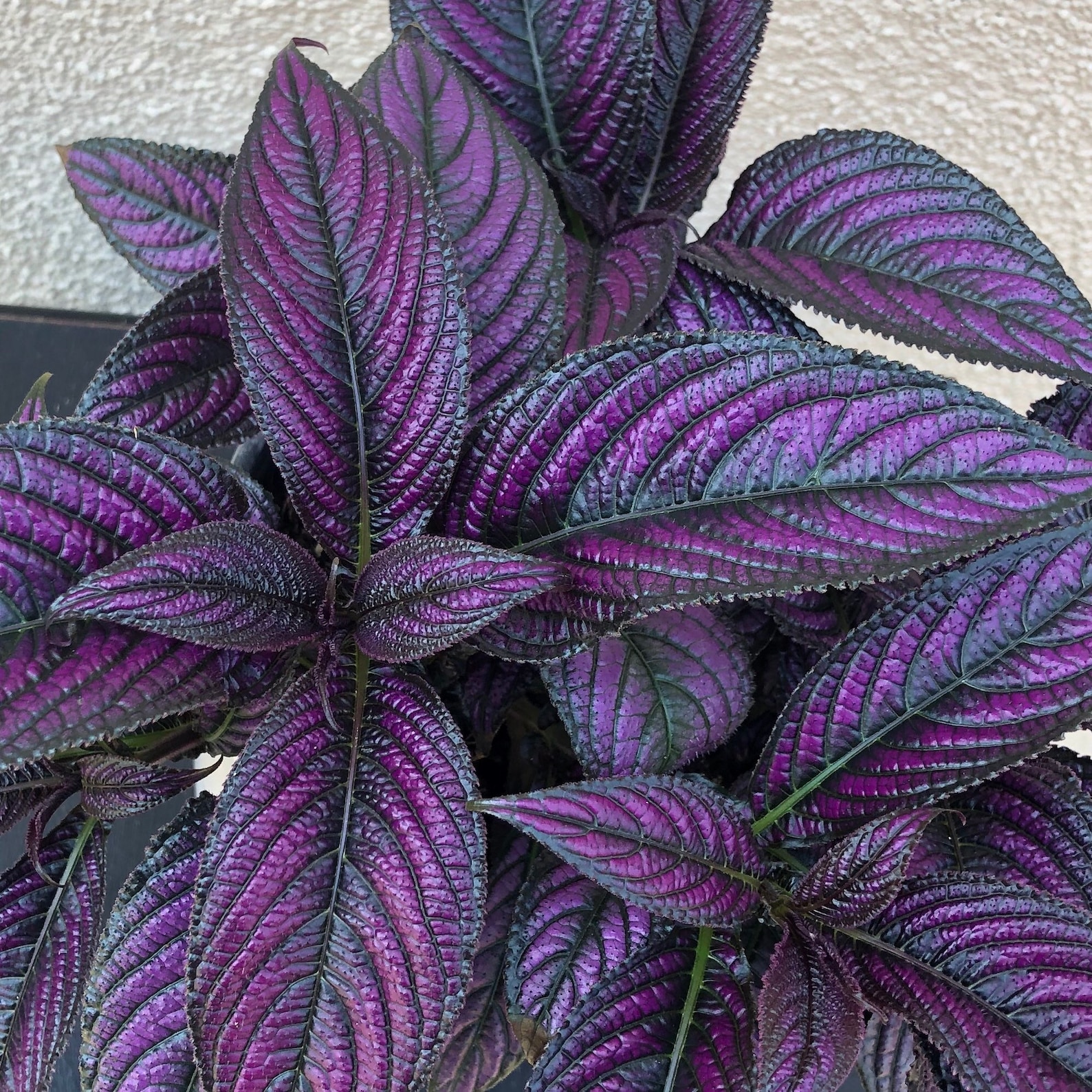 6 Purple Persian Shield Plant-strobilanthes Dyeriana Royal | Etsy