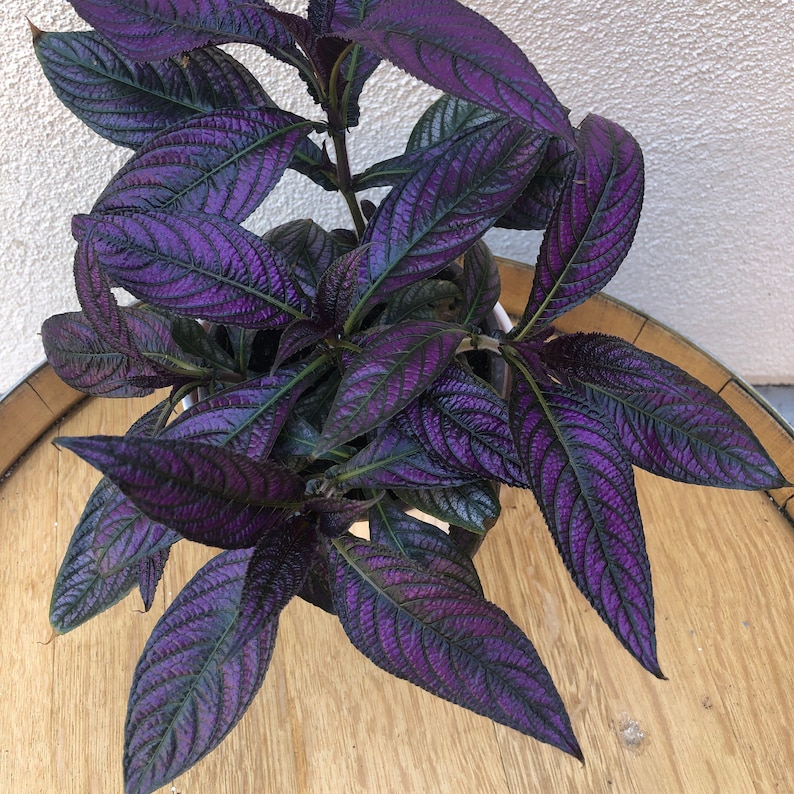 6 Purple Persian Shield Plant-strobilanthes Dyeriana Royal | Etsy