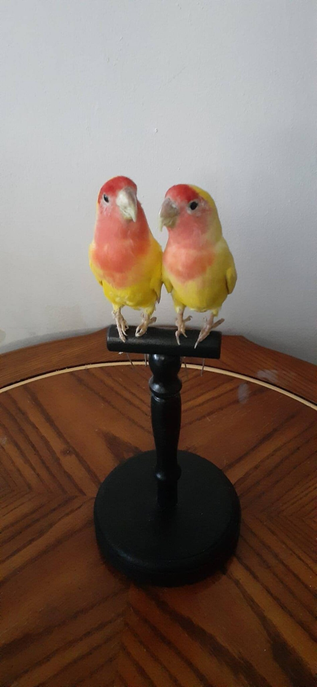 Two Yellow Love Birds Taxidermy, Standing Bird Mount - Etsy