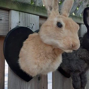 Two Shoulder Mounts Bunnies Taxidermy, Wall Mounted Black and Brown ...