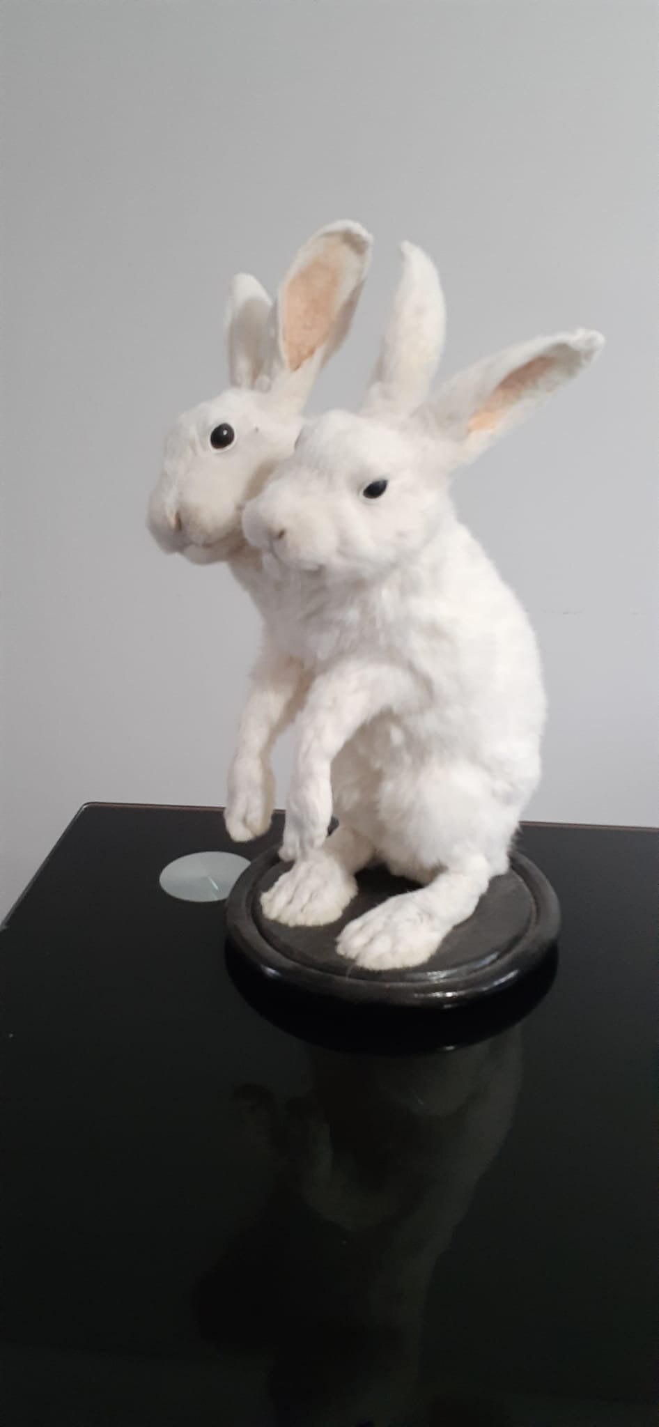 Two Headed Beast Rabbit Taxidermy, Standing White Bunny Mount ...