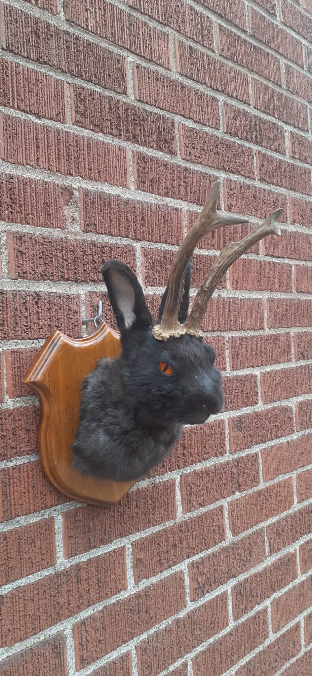 Black Jackalope Taxidermy With Fire Demon Orange Color, Bunny Shoulder ...