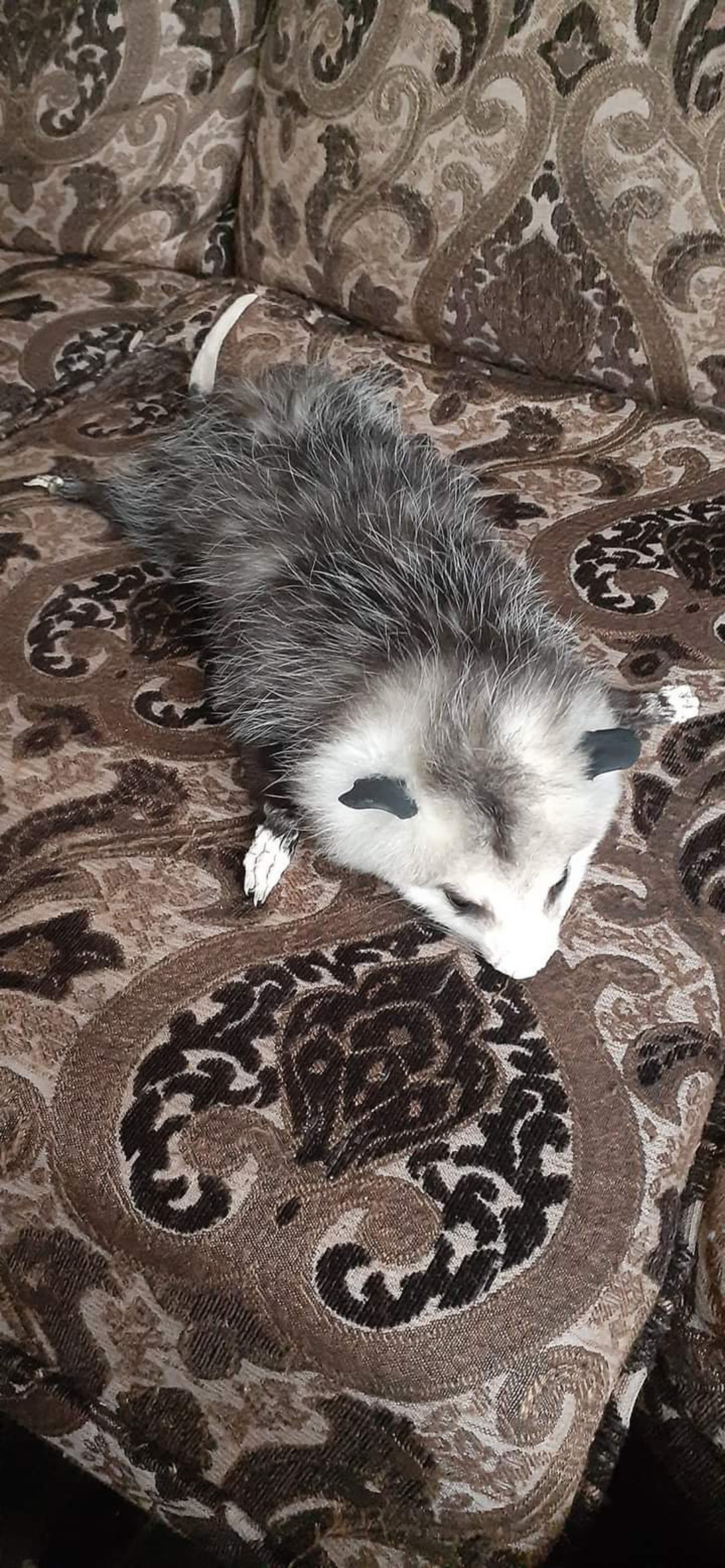 Floppy Soft Mount Opossum Taxidermy - Etsy