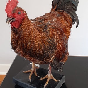 Standing Rooster Taxidermy With Nice Colors, Rooster Mount - Etsy