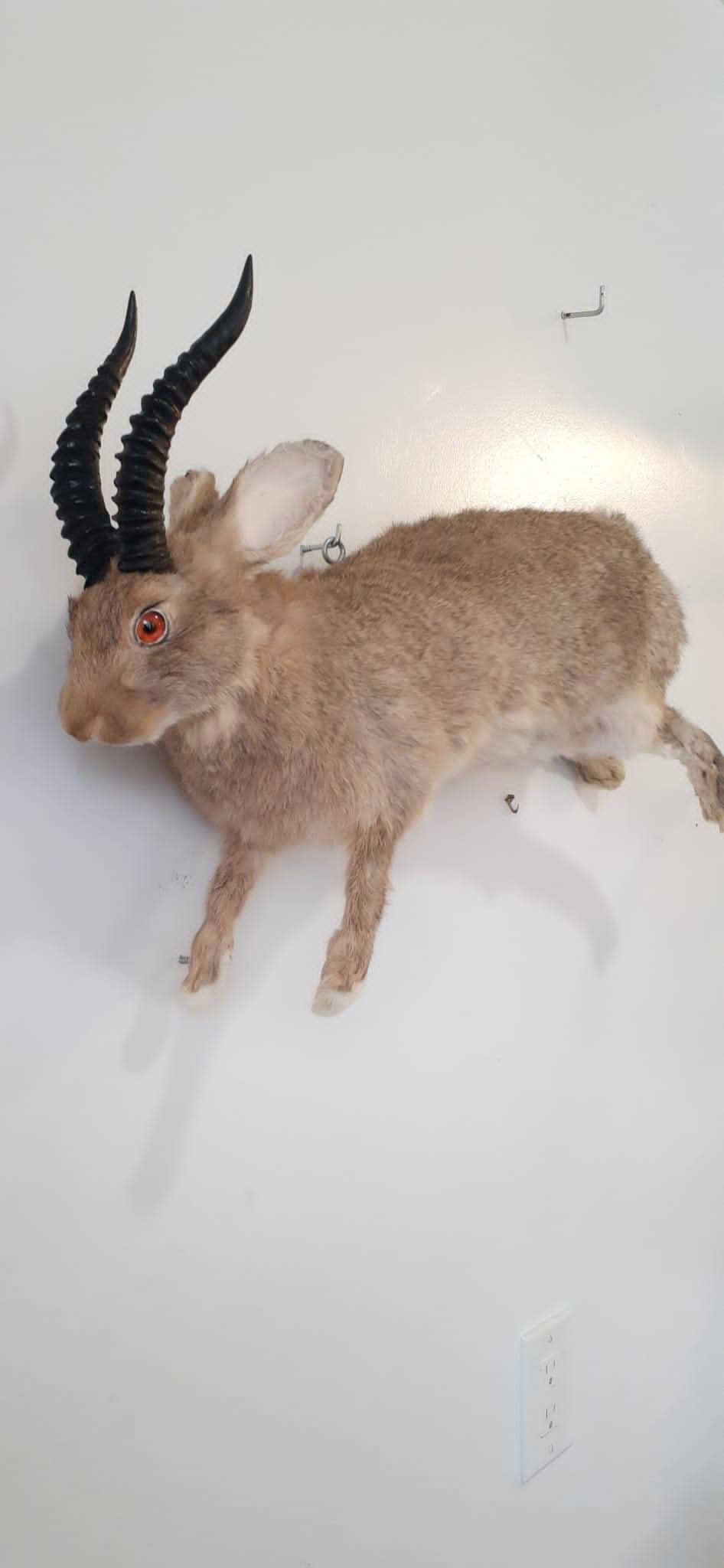 Brown Full Body Jackalope Taxidermy With Black Replica Horns | Etsy