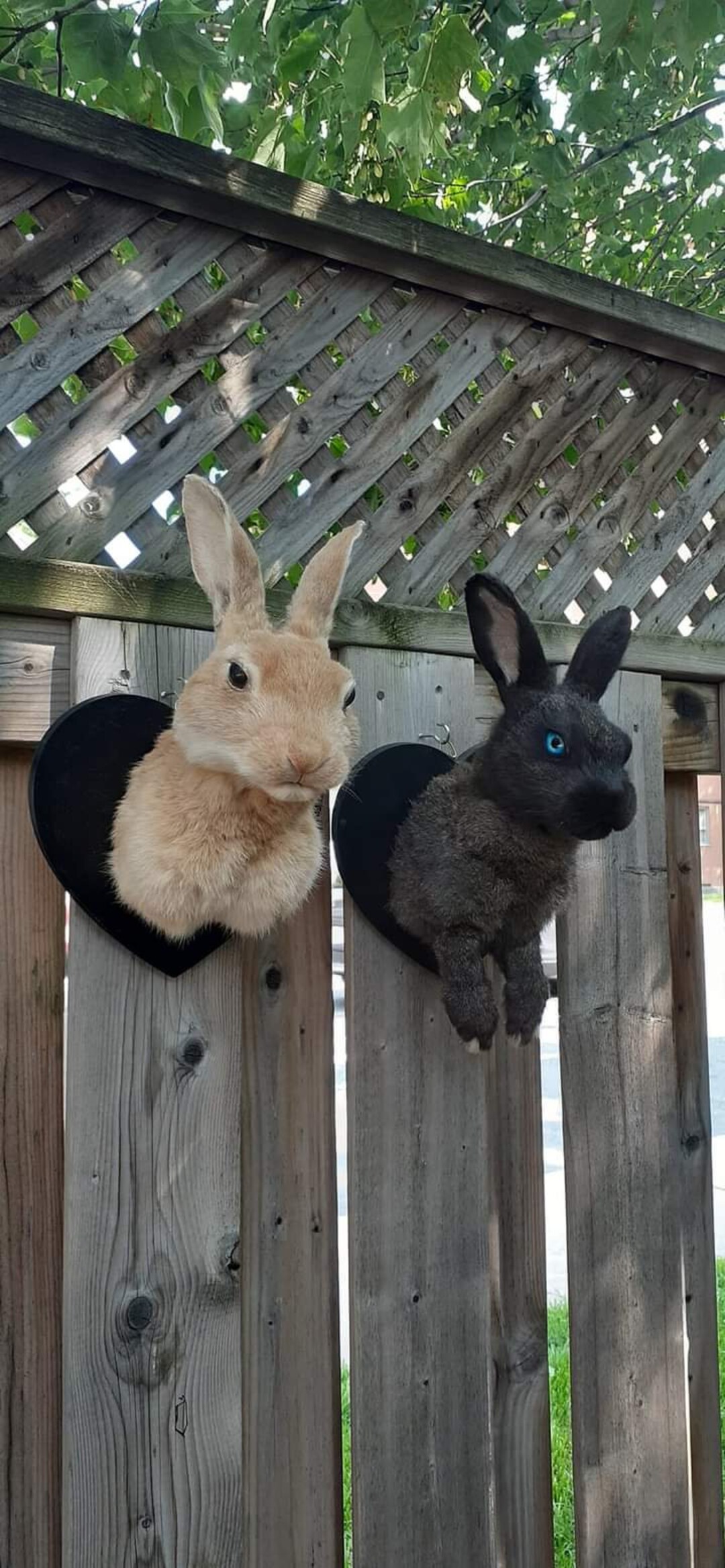 Two Shoulder Mounts Bunnies Taxidermy, Wall Mounted Black and Brown ...