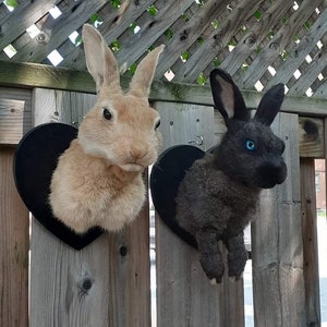 Two Shoulder Mounts Bunnies Taxidermy, Wall Mounted Black and Brown ...