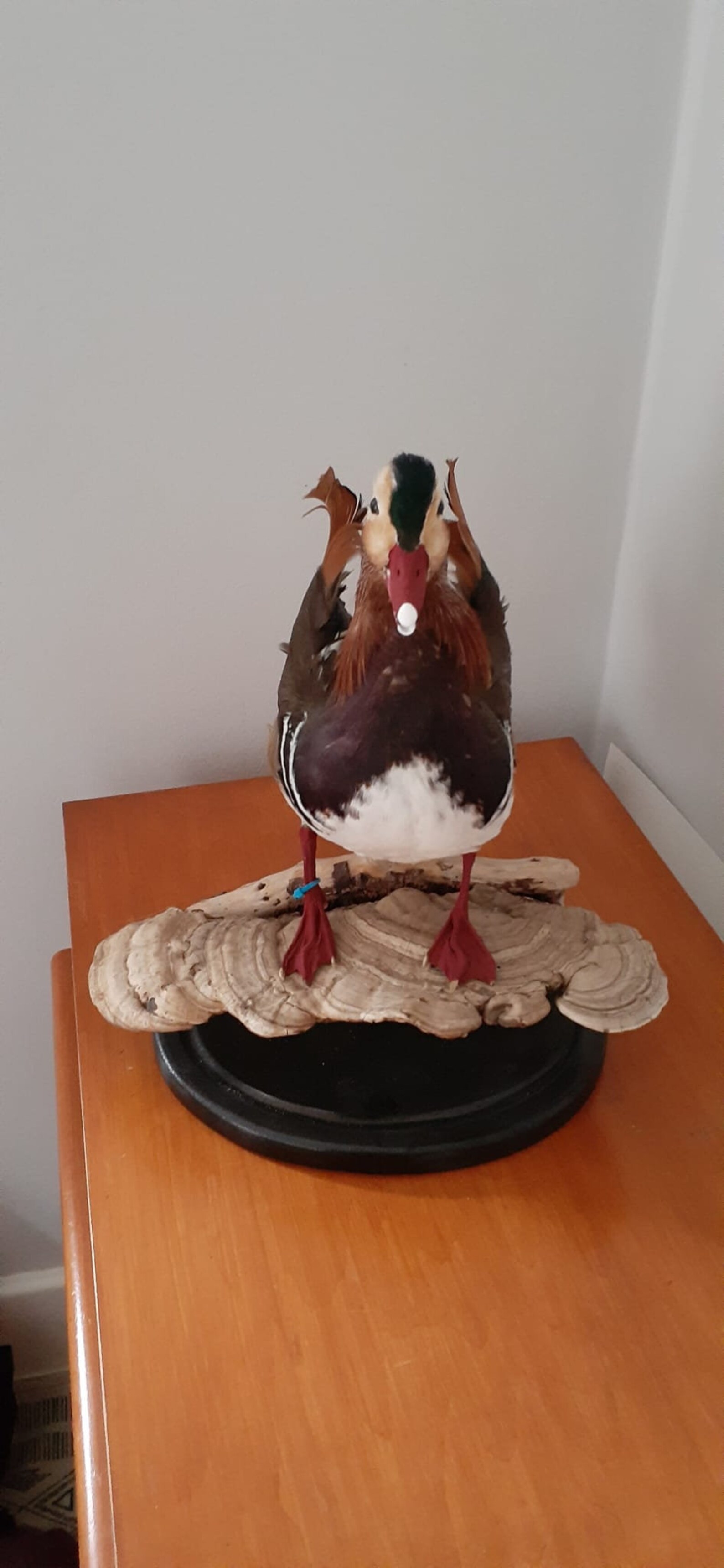 Very Nice Standing Mandarin Duck Taxidermy, Bird Taxidermy - Etsy