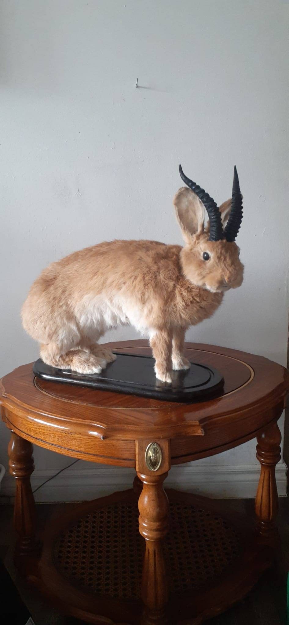 A Masive Brown Life Size Jackalope Taxidermy With Replica Black Horns ...