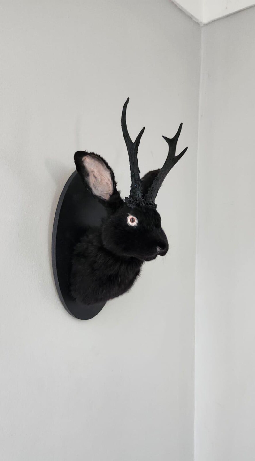 Black Shoulder Mount Jackalope Taxidermy - Etsy