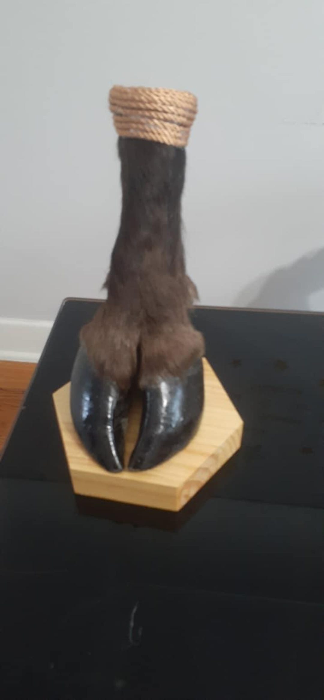 Bison Foot Taxidermy - Etsy