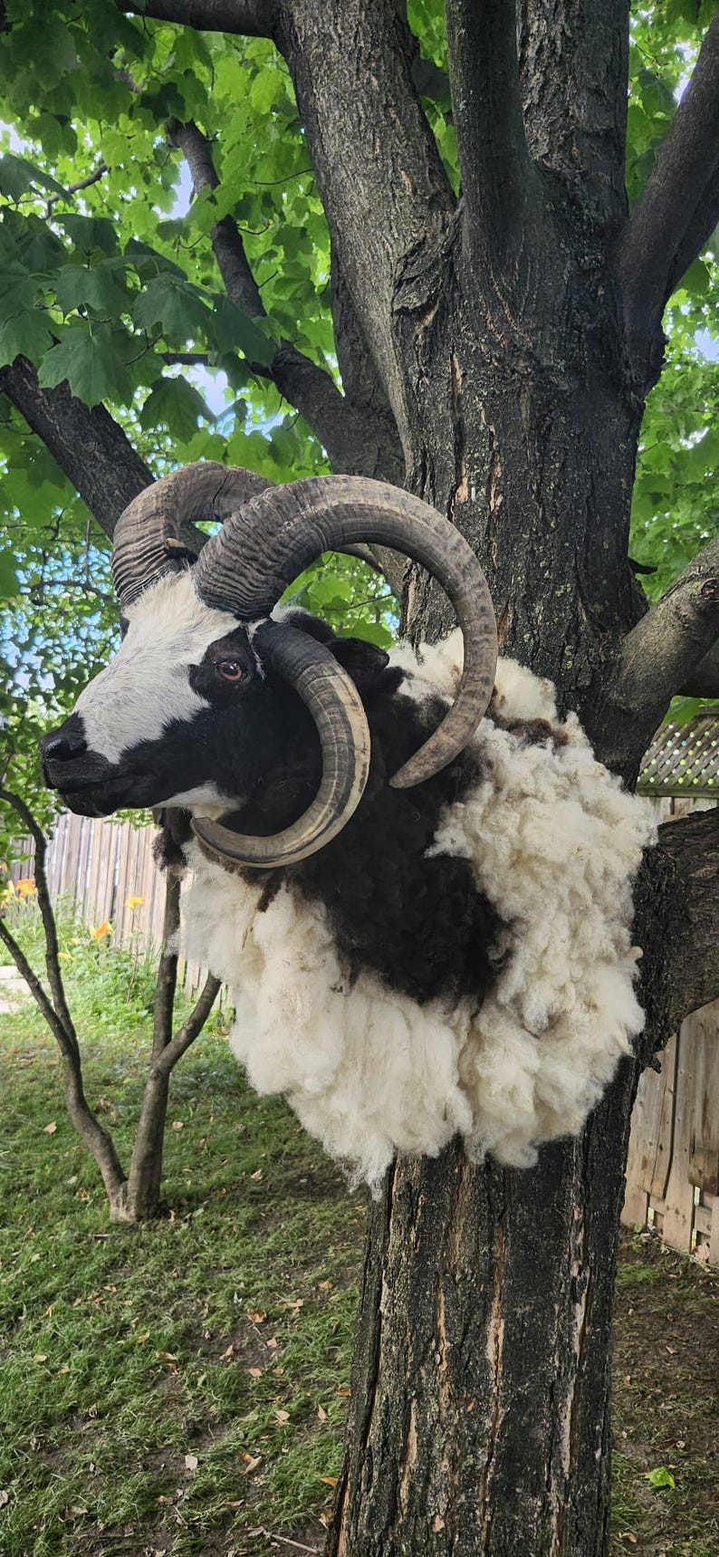 Shoulder Mount Five Horns Jacob Sheep Taxidermy - Etsy