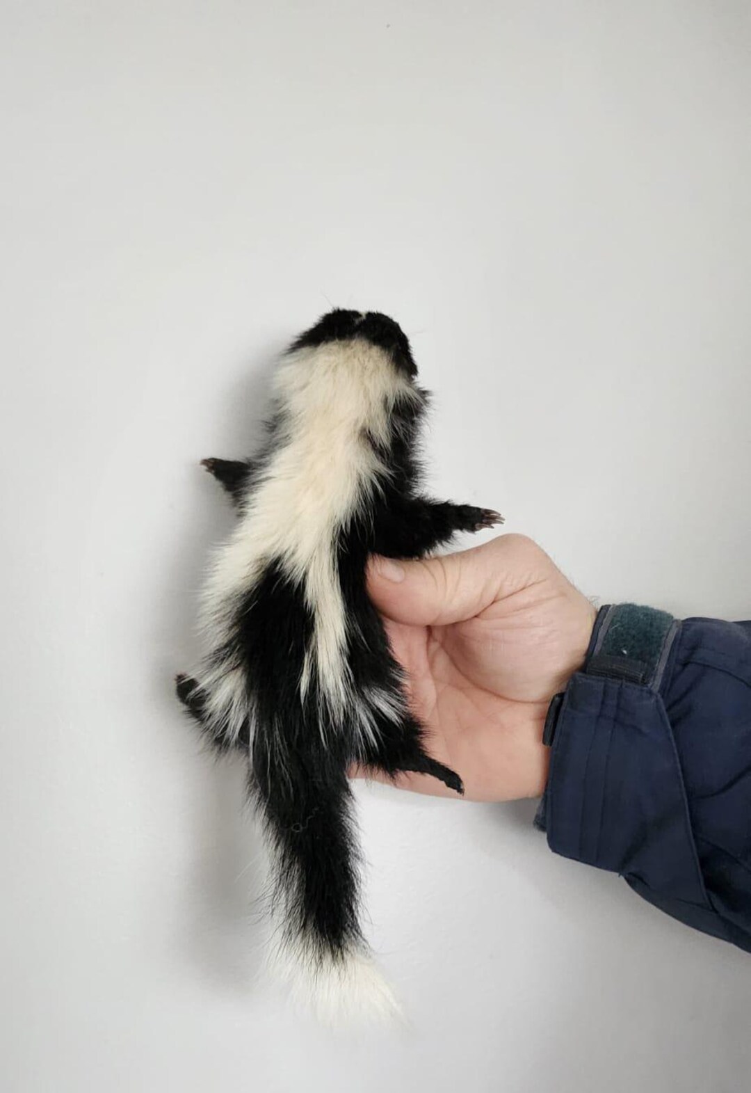 Soft Mount Baby Skunk Taxidermy - Etsy