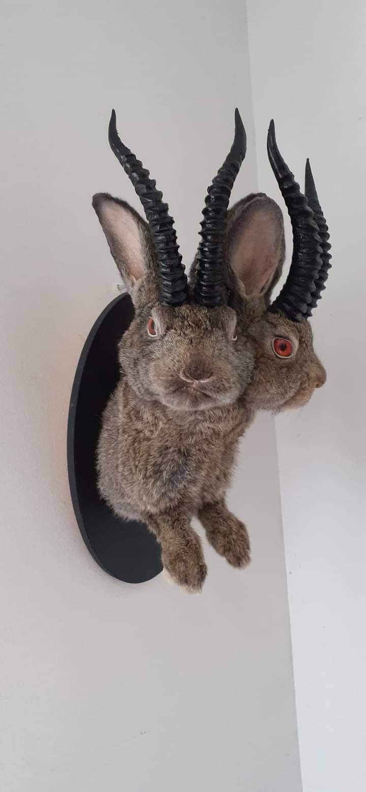 Two Headed Mythical Beast Taxidermy, Dark Brown Two Headed Jackalope ...