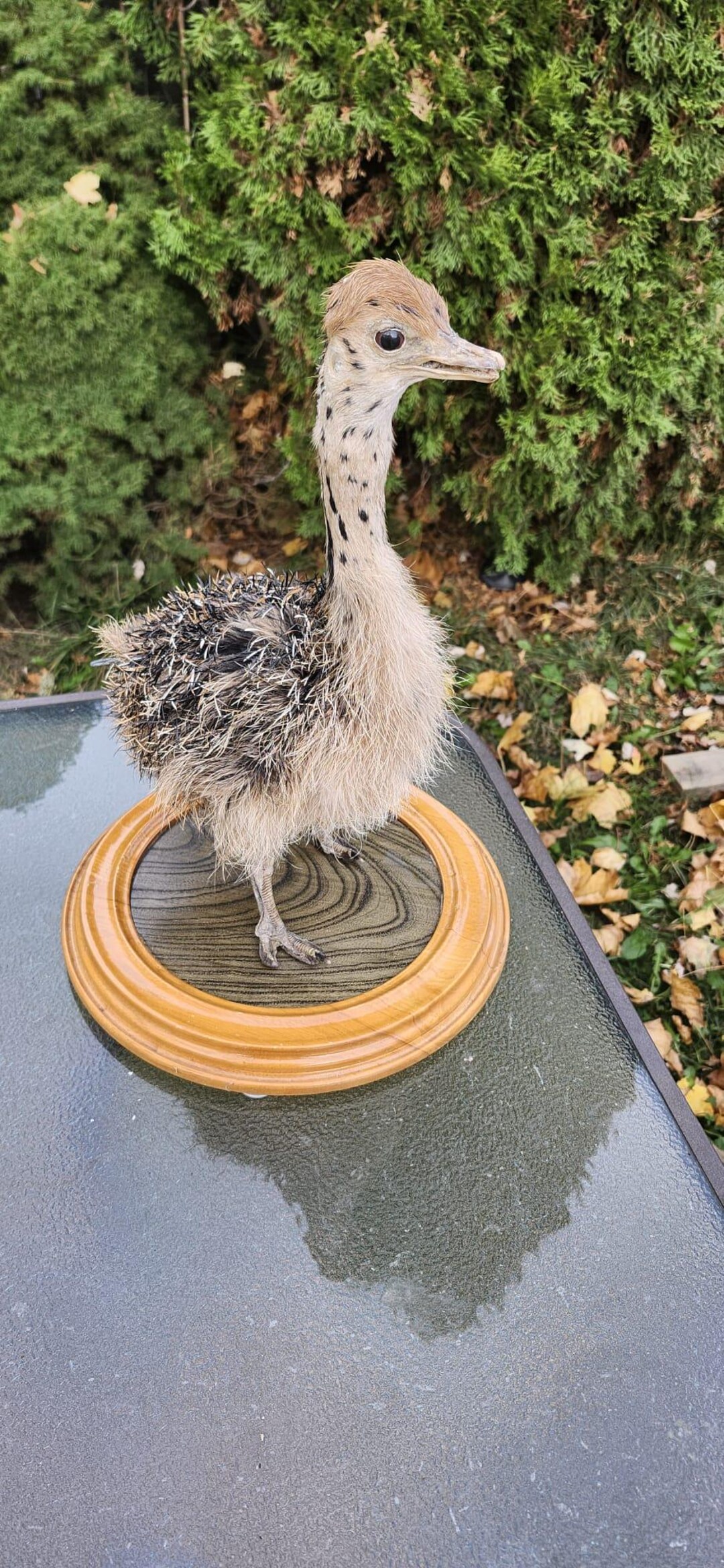 Baby Ostrich Taxidermy - Etsy